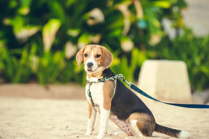 Guide to Miami’s Most Pet-Friendly Neighborhoods and Condos ...